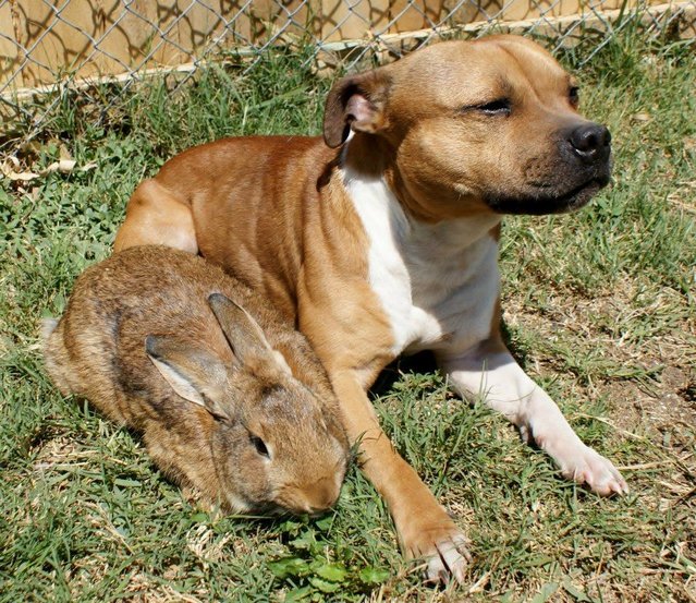 Boom, the Pit Bull who Loves Birds and Rabbits