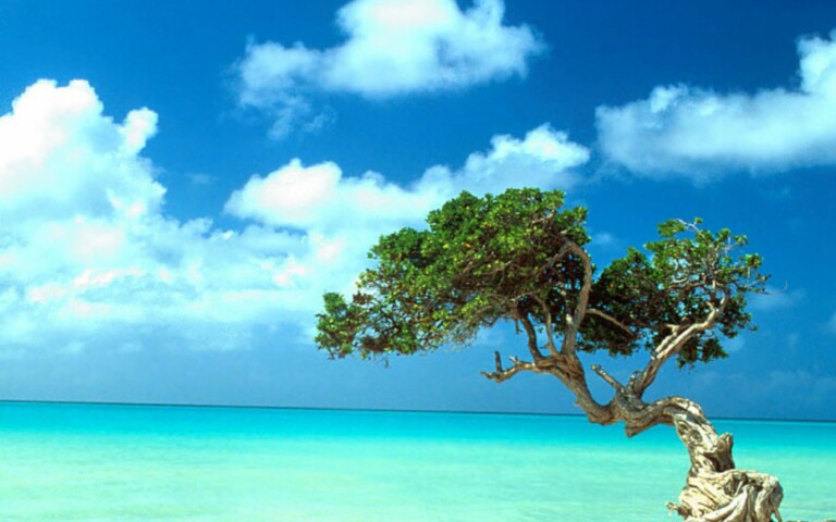 50 Amazing Photos from Aruba