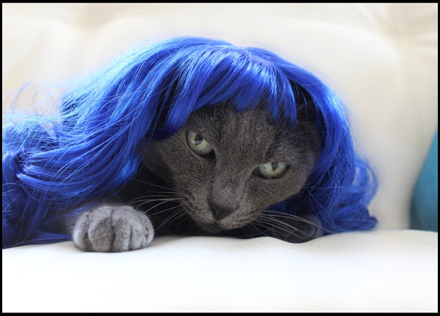 Pet Wig Fashions