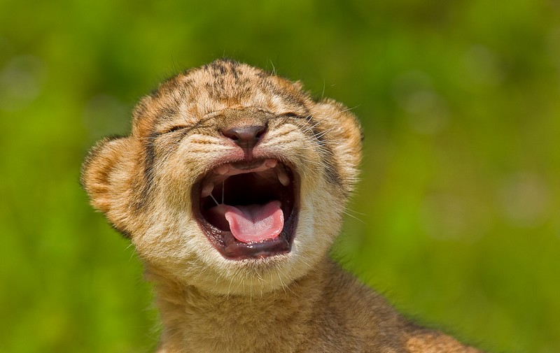 21 Cute Baby Animals