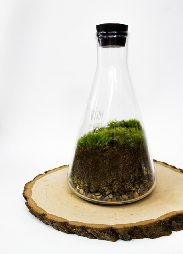 27 Small and Cute Themed Terrariums