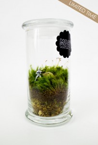 27 Small and Cute Themed Terrariums