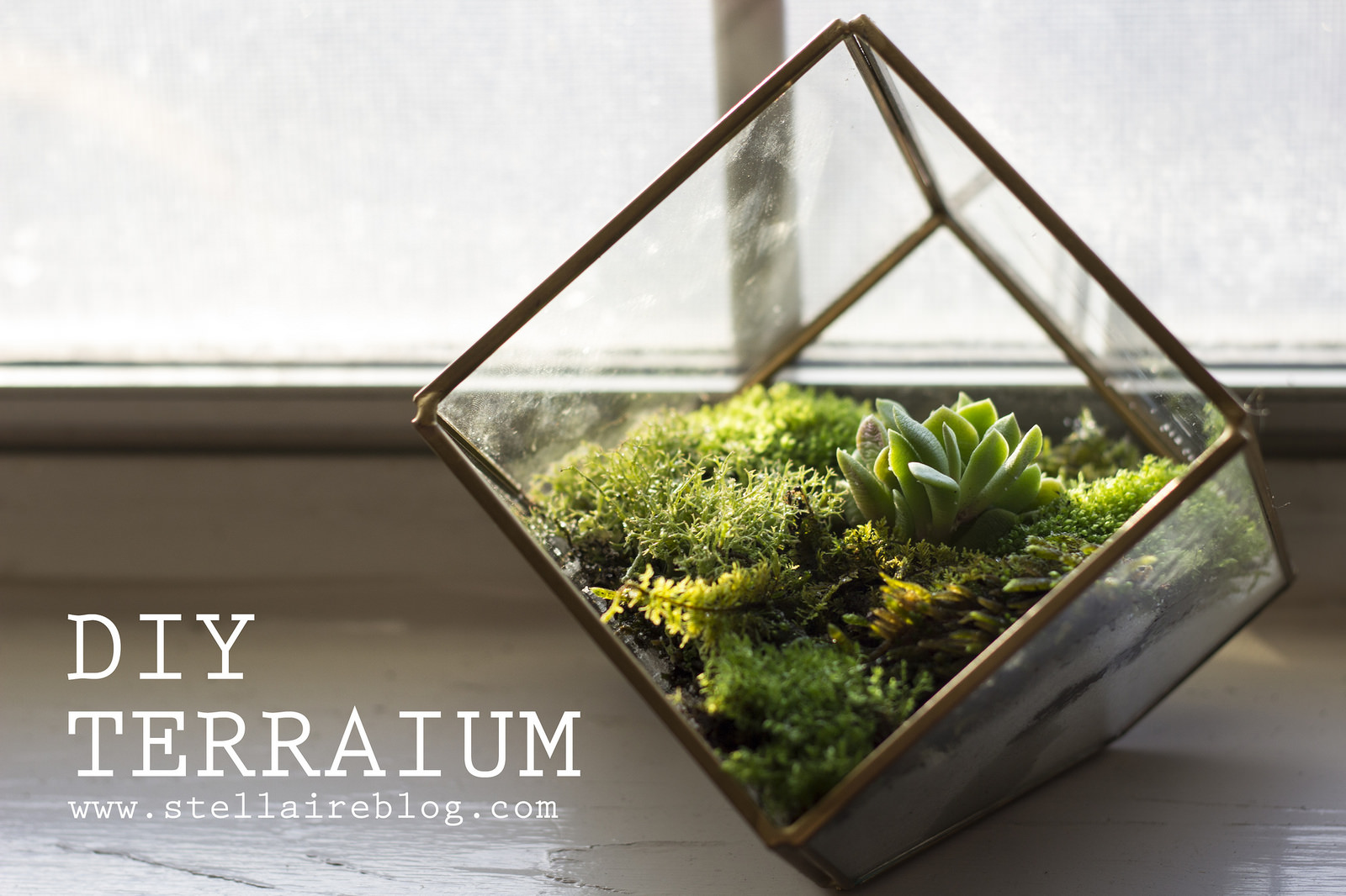 How to Make Terrarium: 18 Great DIY Ideas