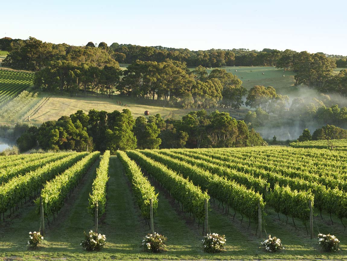 Best Wineries in Mornington Peninsula