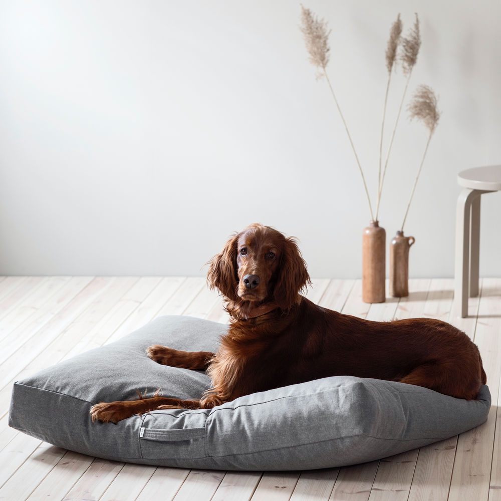 6 Essential Products for Your Dog