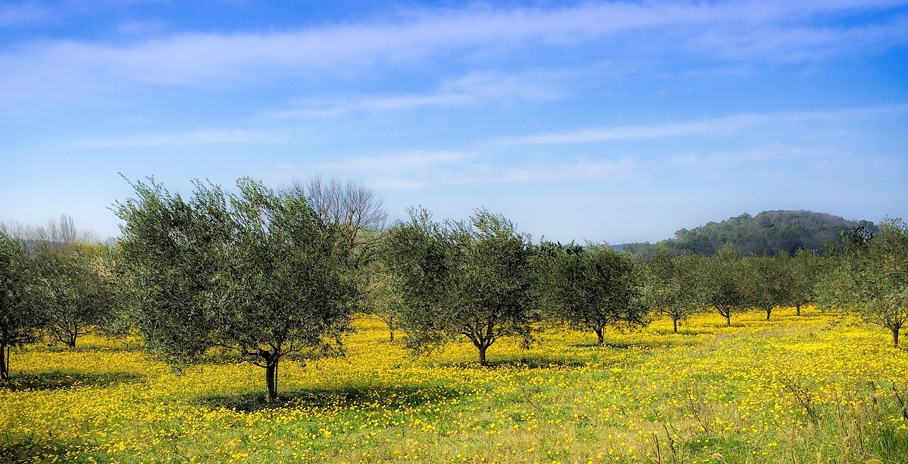 Texas Olive Oil-Themed Day Trips at Texas Hill Country Olive Co.