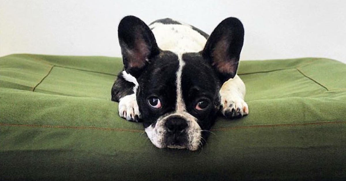 6 Essential Accessories For Your Pup!