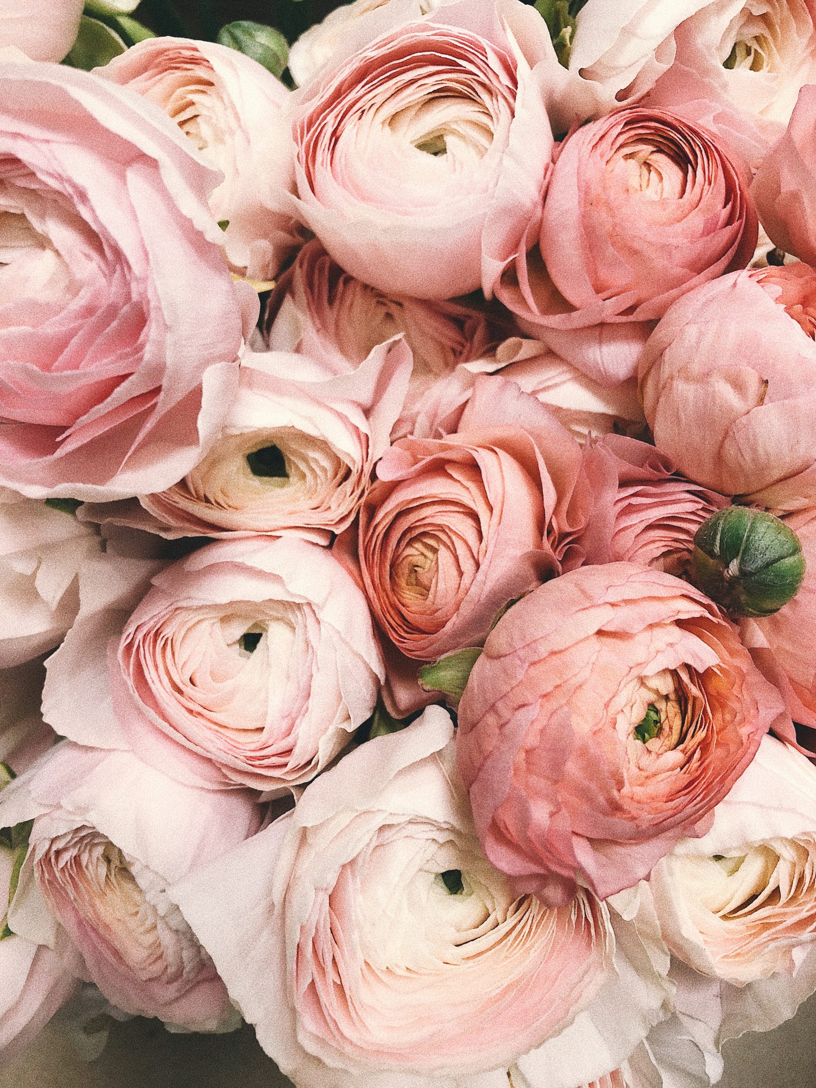 The Language Of Peonies: Exploring The Symbolism And Color Guide Of ...